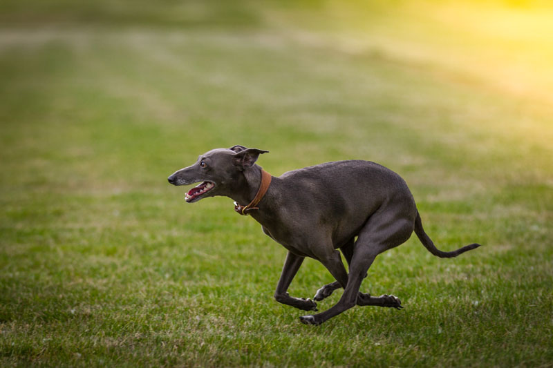 Italian Greyhound - Italienisches Windspiel - Miniatur Windhund